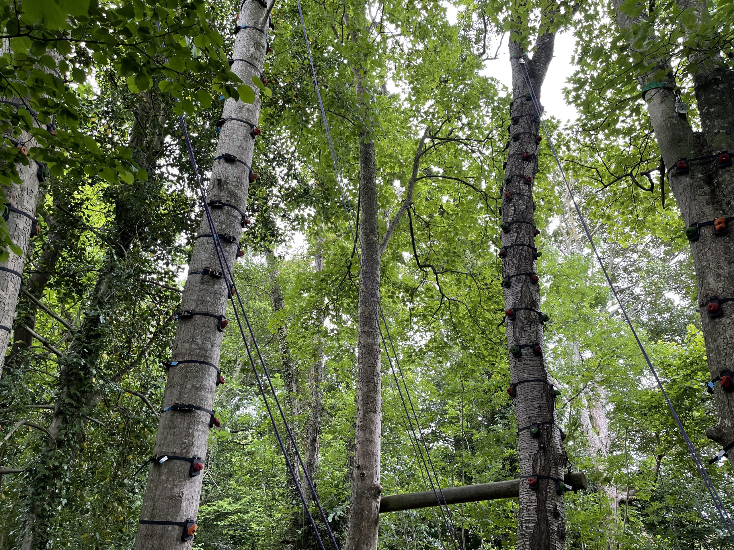Tree Climbing - Black Rock OutdoorsBlack Rock Outdoors